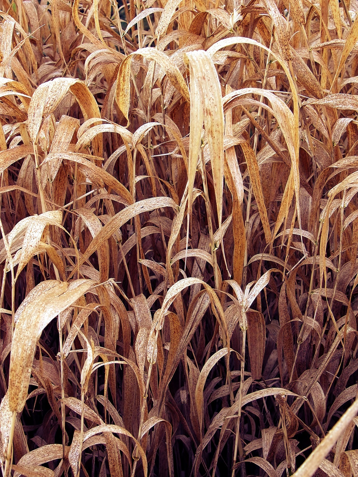 Fascinating Plants: See:NUI Galway events (2013)!