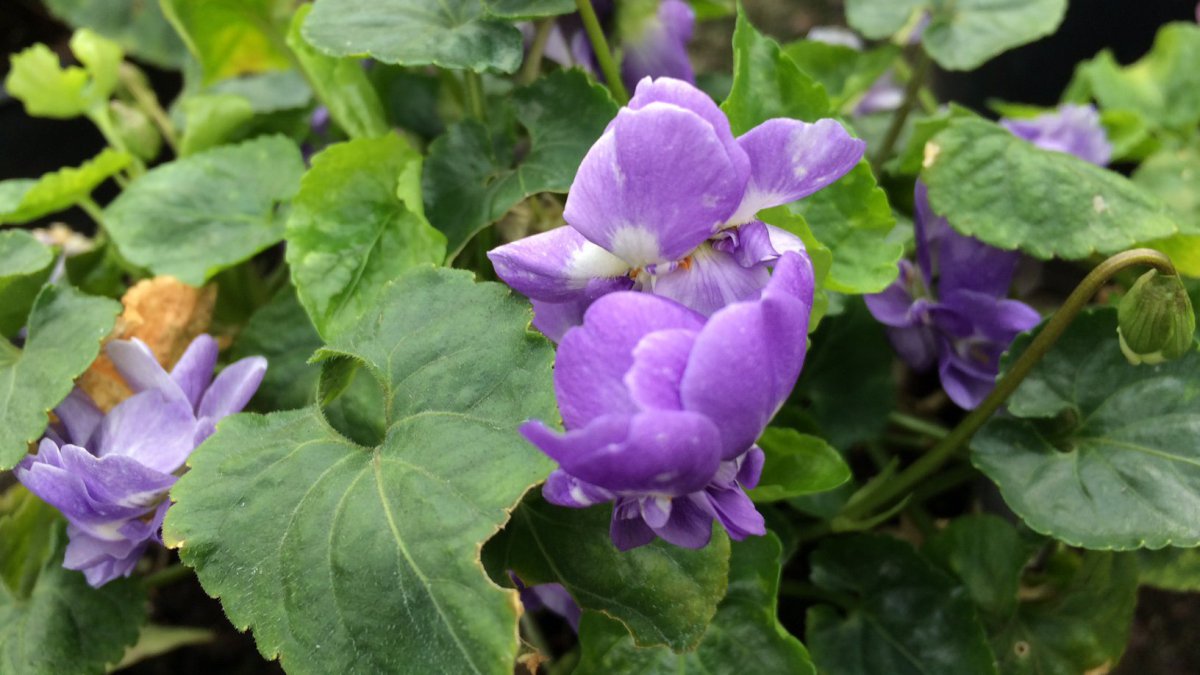 TAG on-line: La ville rose en violette