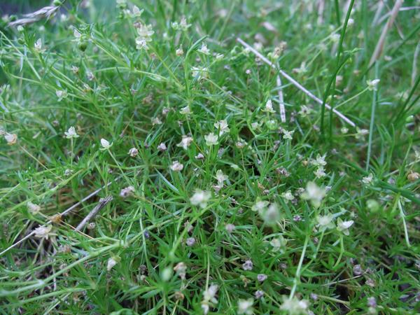 Procumbent Pearlwort ~ Lawn and Turf Care