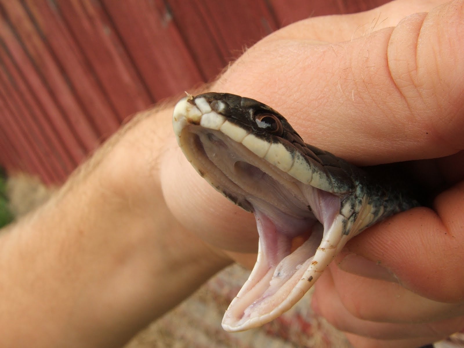 Operation Starling: Great Snakes!