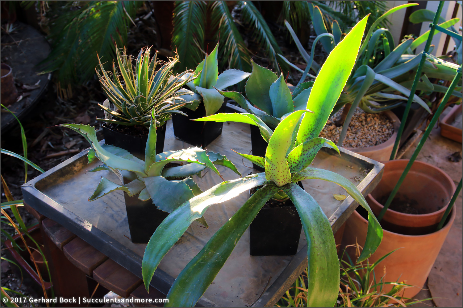 Agave order from Plant Delights Nursery