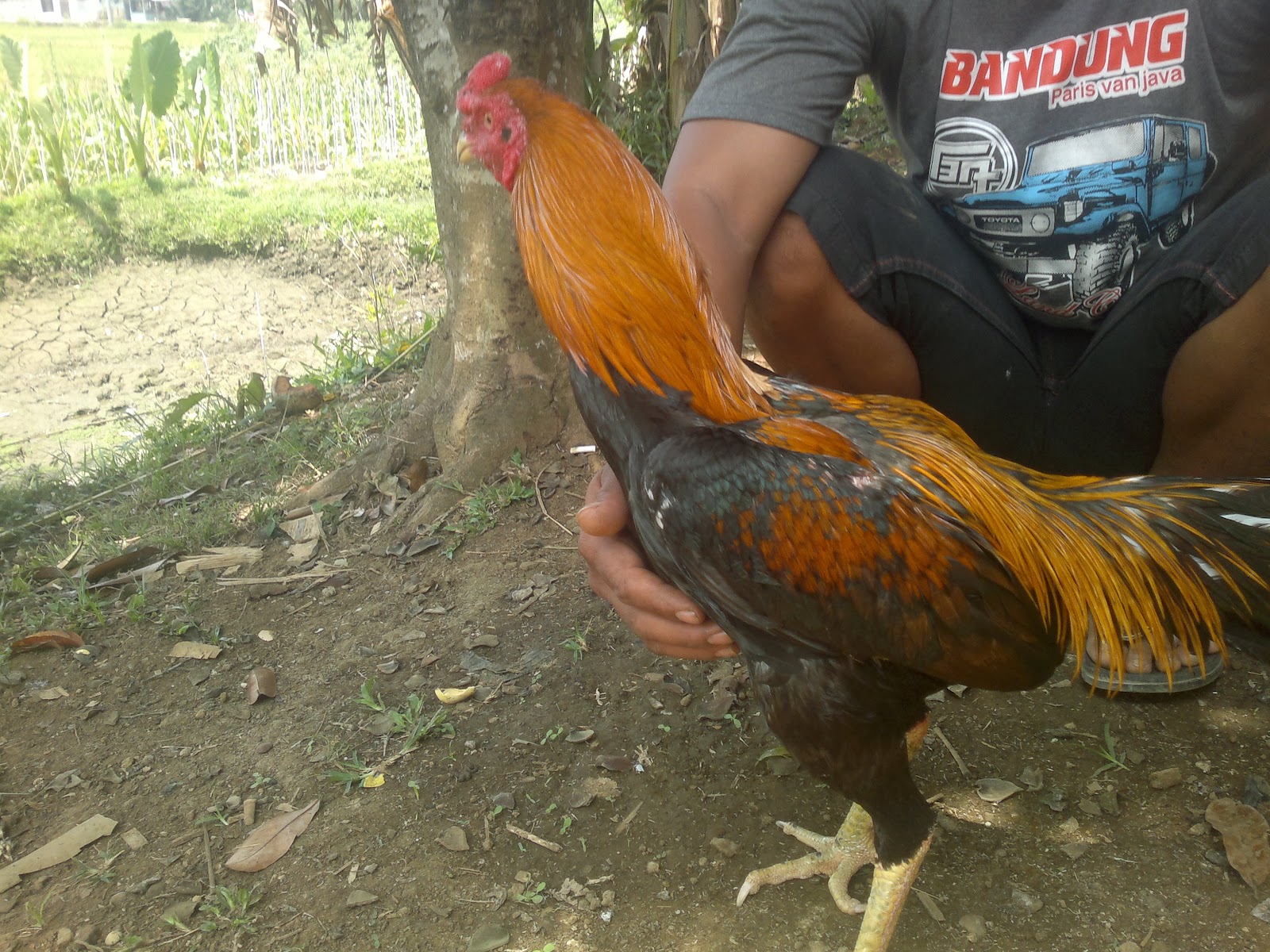 Ayam Balap Farm: September 2012