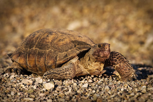 Desert Tortoise | The Biggest Animals Kingdom