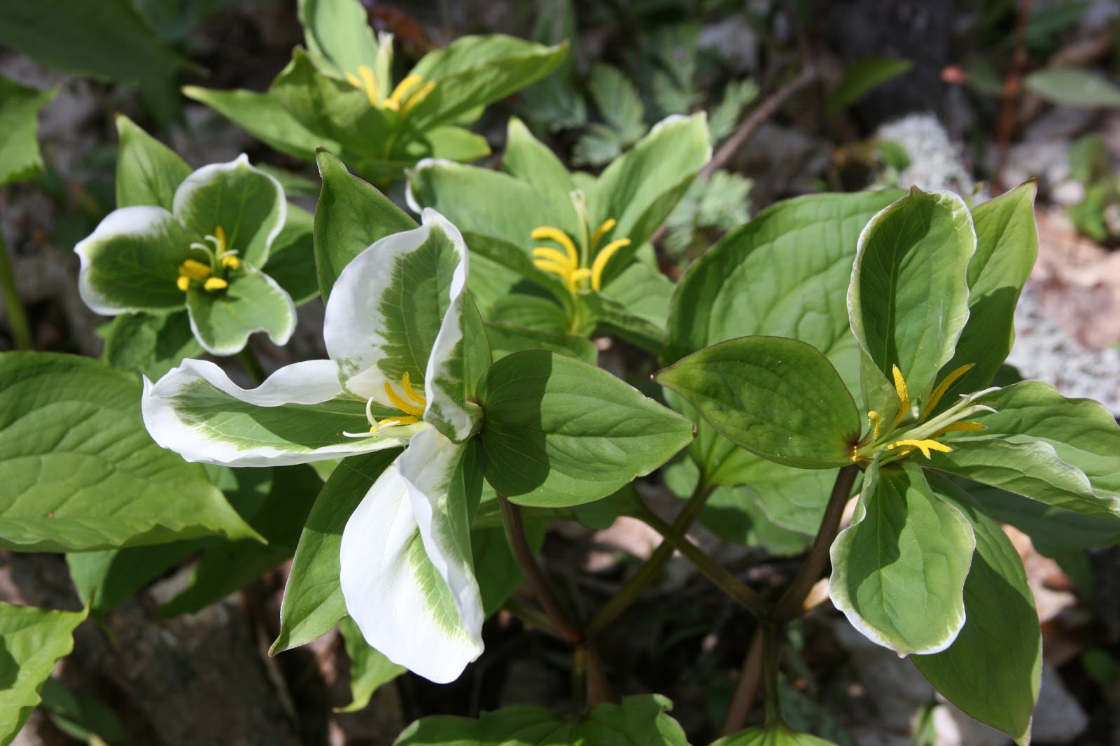 Isabella Conservation District Environmental Education Program: Native ...