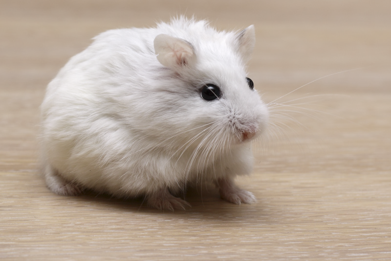 Mutasi Warna dan Corak Hamster Roborovski (Phodopus Roborovskii)