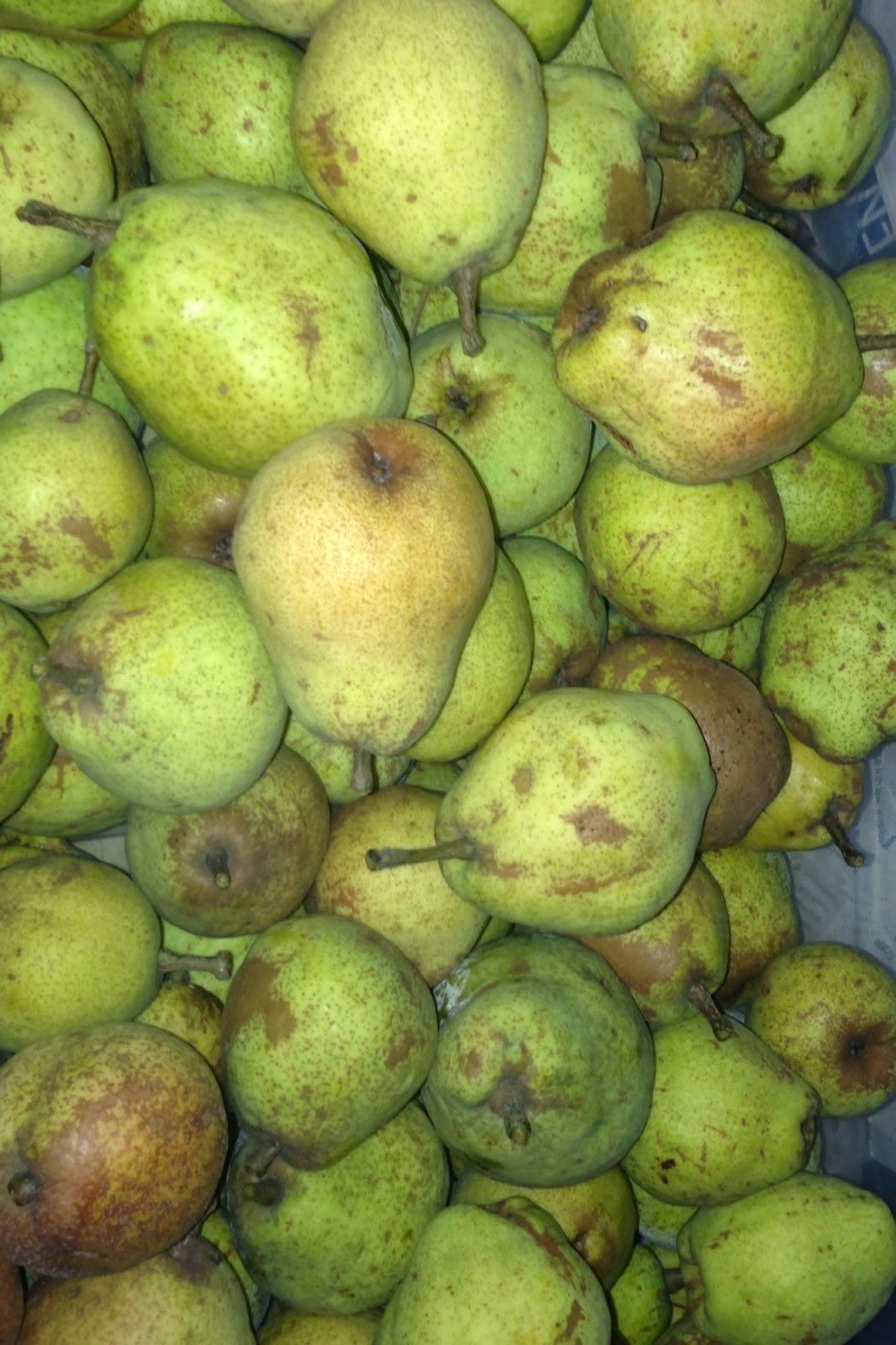 Gidget's Garden: When the pears fall, make hard cider