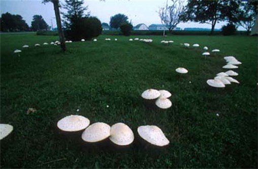 Deformutilation: Fairy Rings