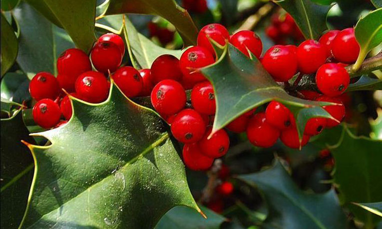 EL MUÉRDAGO LUZGITANA