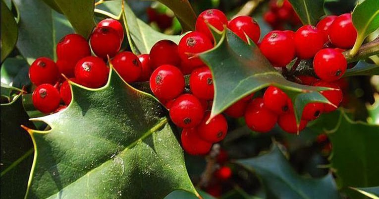 EL MUÉRDAGO LUZGITANA