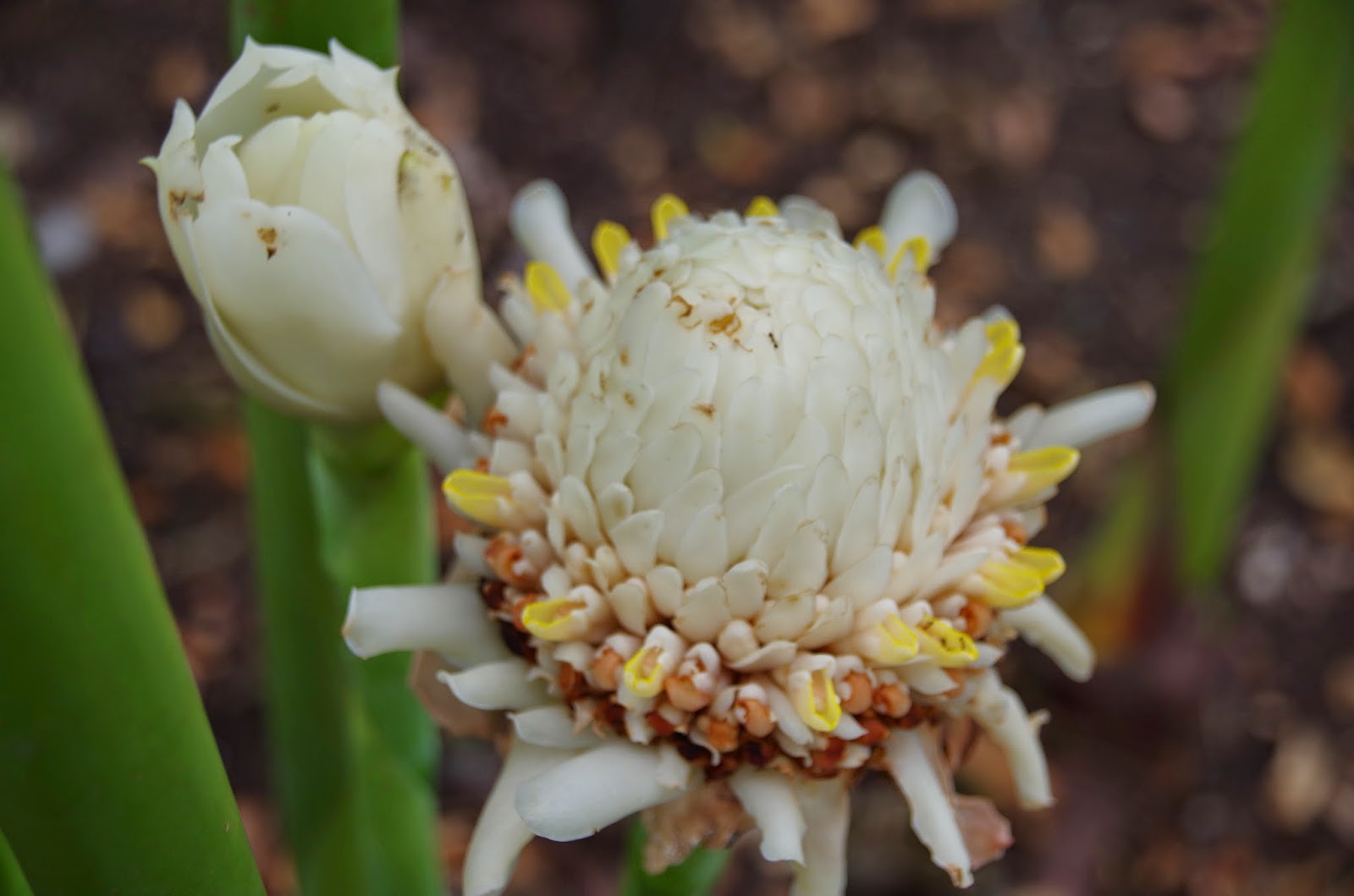 Trees and Plants: White Torch Ginger