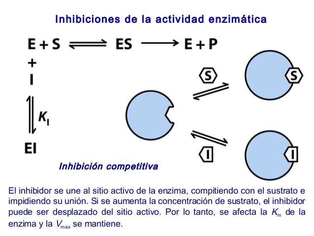 BIOQUÍMICA: Propiedades de las Enzimas