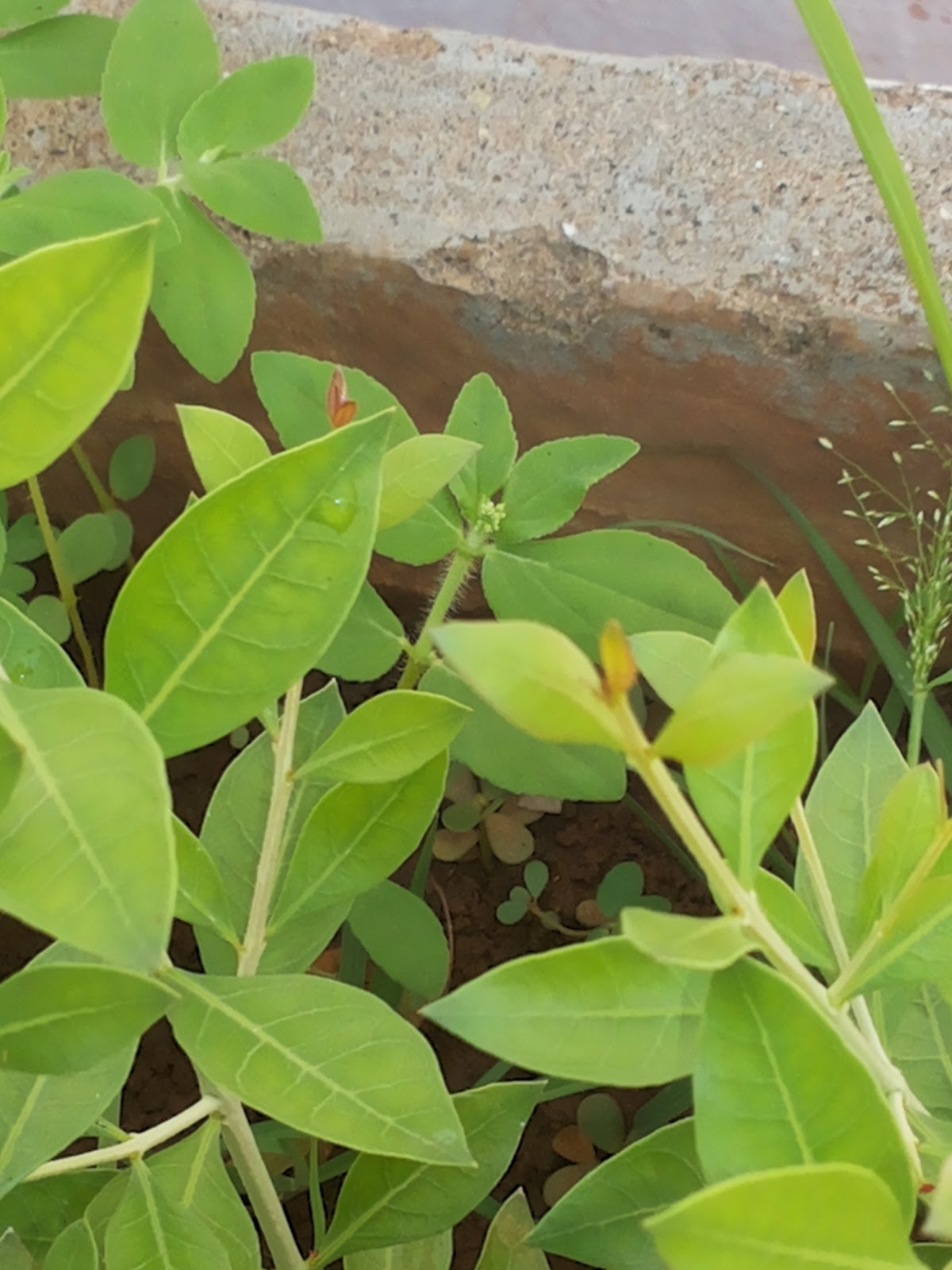 Suloshomegarden: MARUTHANI/HENNA/MEHANDI