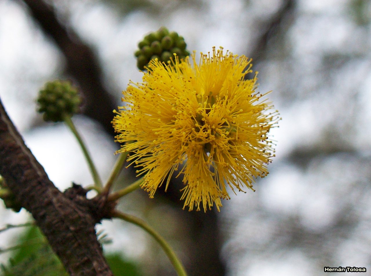 Flora Bonaerense: Espinillo (Acacia caven)