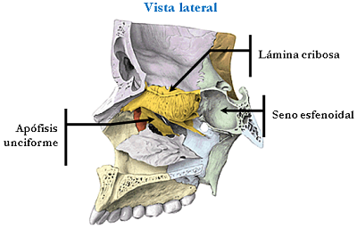 HUESOS ETMOIDES | Wikimedici