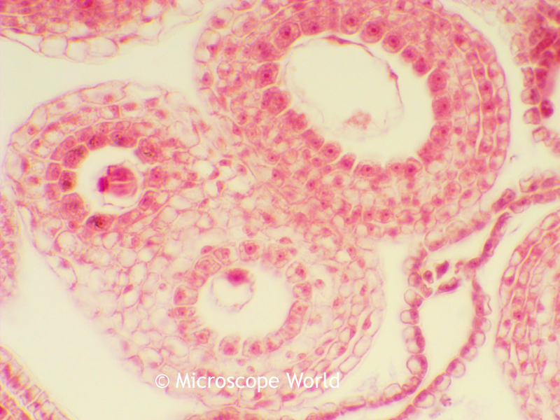Microscope World Blog: Fruit and Flower Microscope Slides