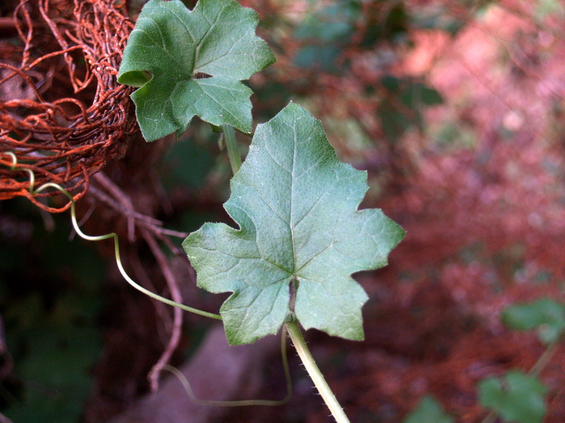Verde y Cordial: Tortilla de Tuca