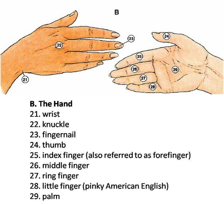 ENGLISH SPACE- E.L.T. MARCOS CARVALHO: VOCABULARY: THE PARTS OF A HAND