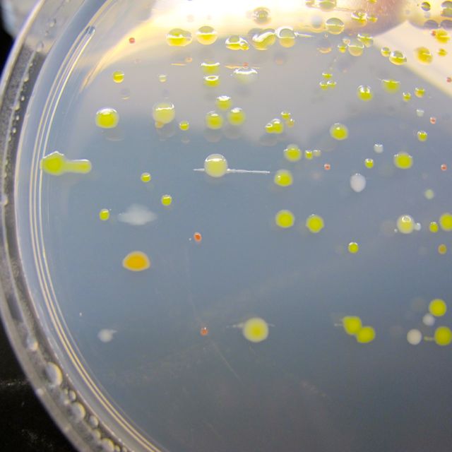 All Creatures Great AND Small: Preaching Microbial Centrism!: Who Lives ...