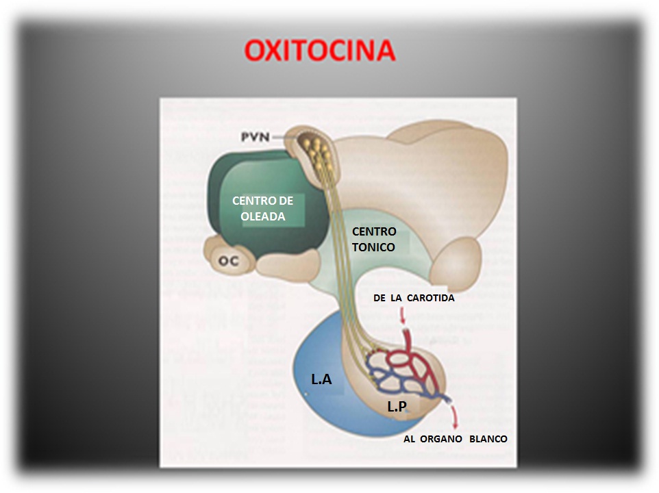 MANUAL DE REPRODUCCION BOVINA: ENDOCRINOLOGIA