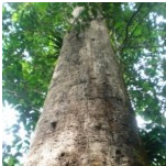 Tumbuhan Langka di Indonesia | Blog Belajar