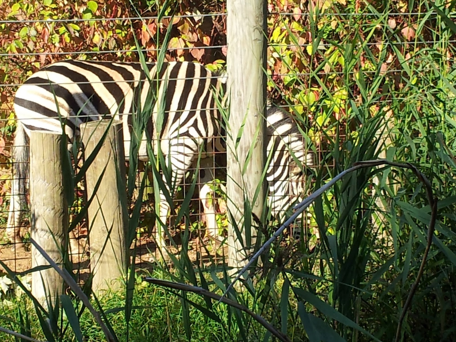Flat Stanley - Visit to London