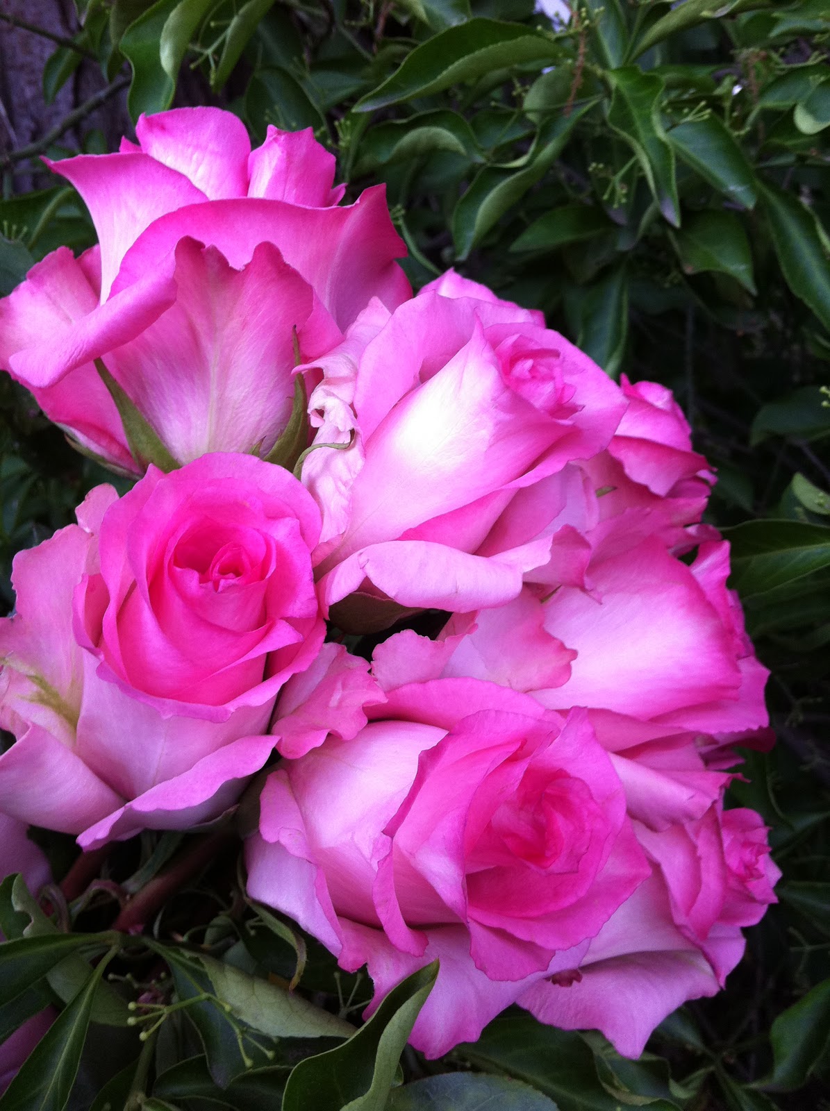 The Enchanted Petal: Stein