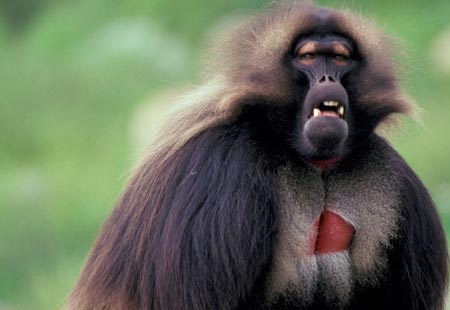 Yosef's Corner: Chilada baboons of Ethiopia and studies on social role ...