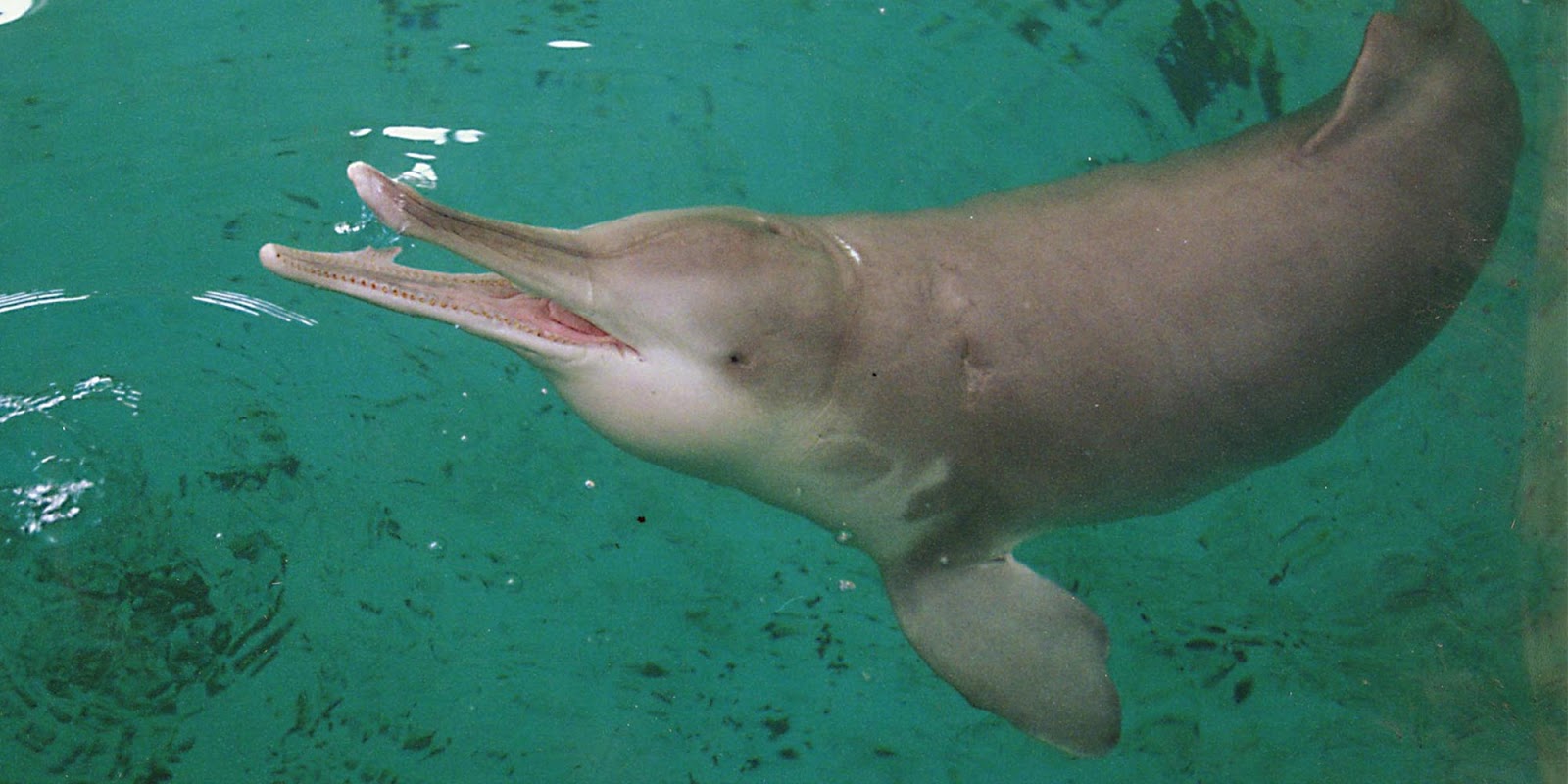 Book Junkie: Baiji, Chinese river dolphin, declared extinct 2006