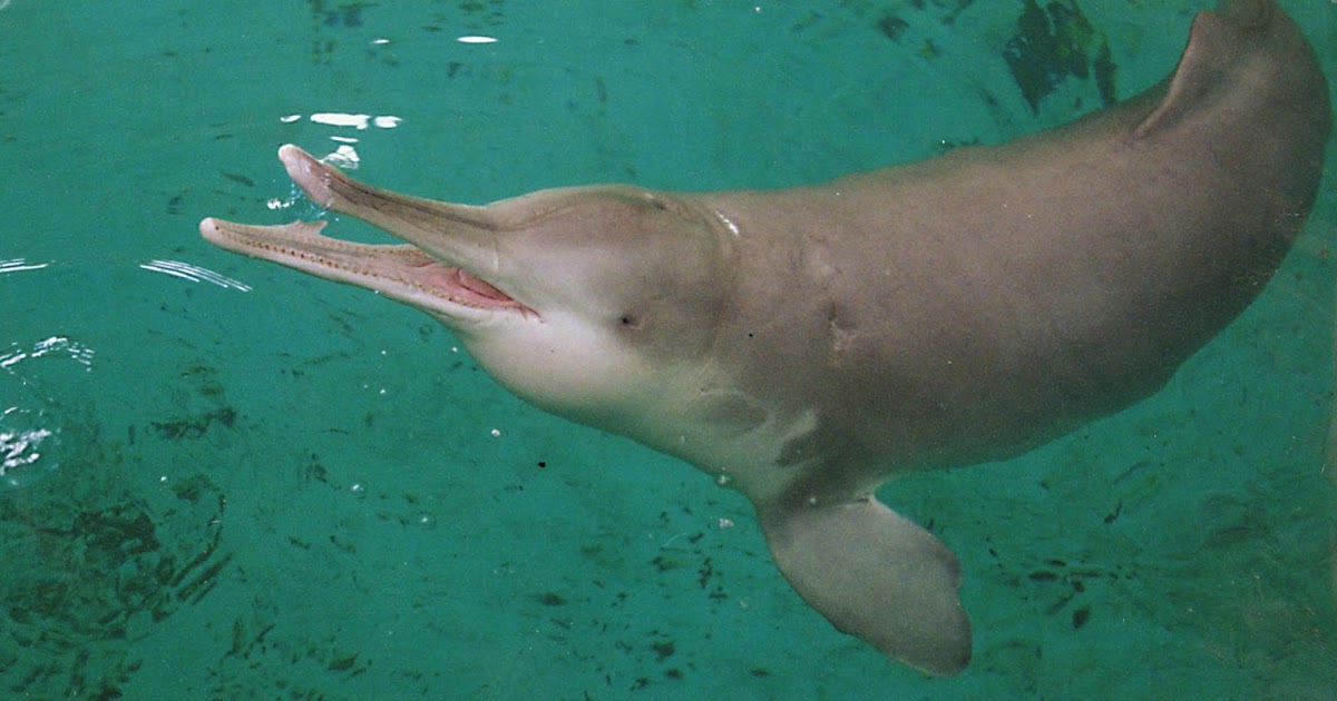 Book Junkie: Baiji, Chinese river dolphin, declared extinct 2006