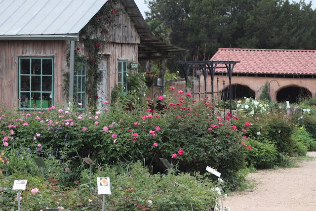 Rock-Oak-Deer: Springtime Roses Bloom at The Antique Rose Emporium
