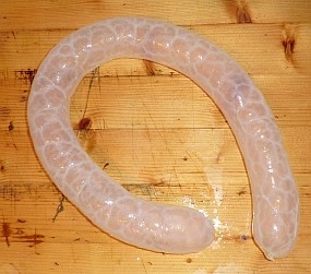 Sally Pointer: Sheepgut Condoms