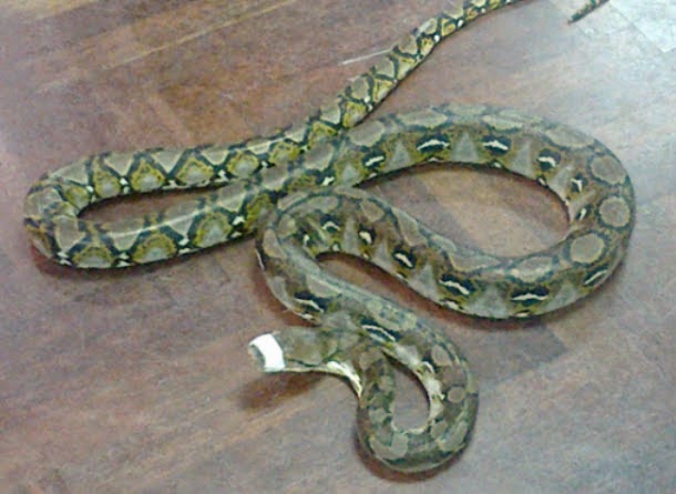 THIS IS ............: Hidupan Liar - Ular Sawa Batu dan Ular Sawa Batik