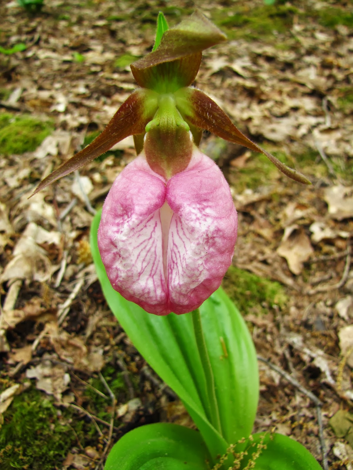 Appalachian Heartbeat: The Lady Slipper: Spring's Beautiful Maidens