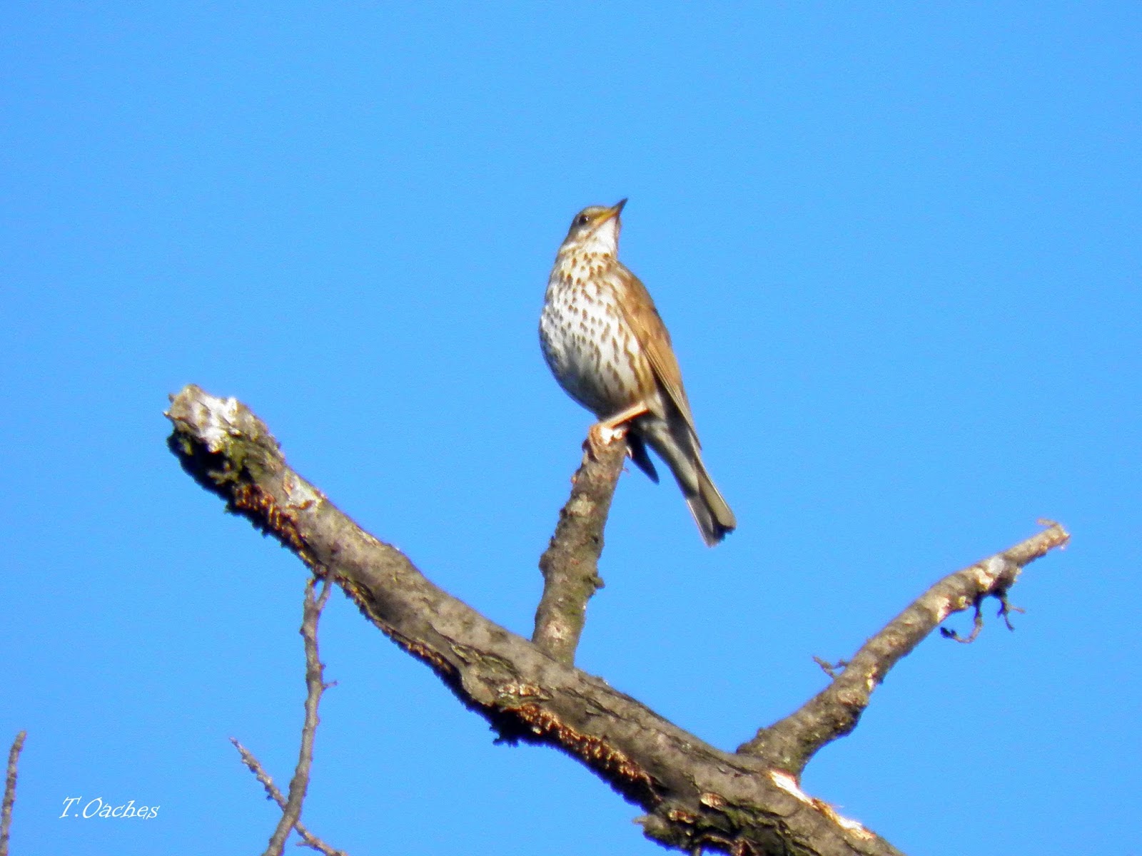 PASARI DIN ROMANIA: STURZ CANTATOR, Turdus philomelos