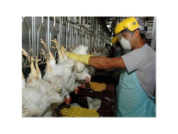 Graduados Facultad Ciencias de la Alimentación Concordia (ER): Pollos ...