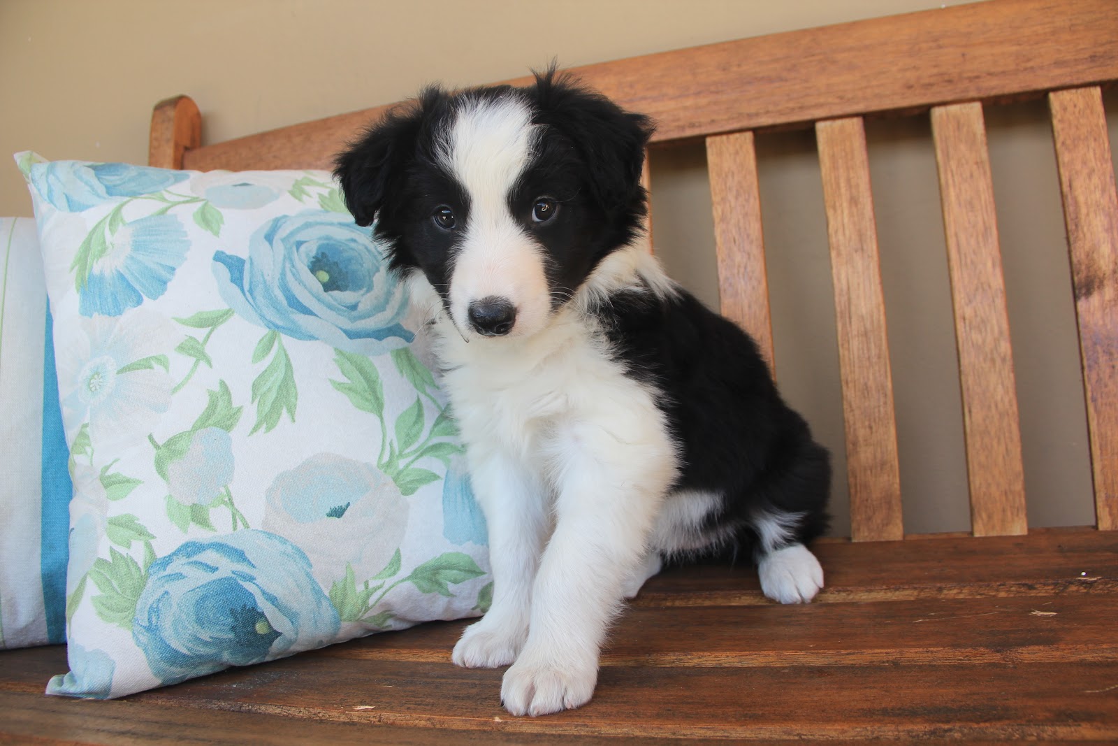 Louca pra cachorro!: Minha border collie me deixa louca!