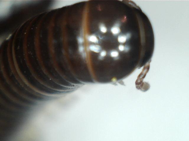 O MUNDO DOS INSETOS: gongolo