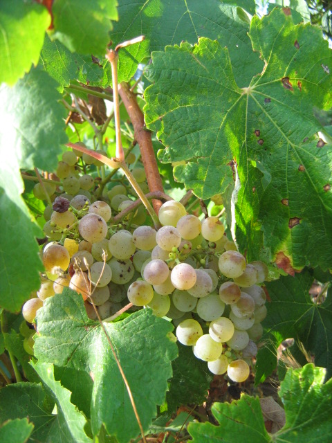 Terramanhada: Como podar, cuidar da vinha, produzir vinho...e vinagre.