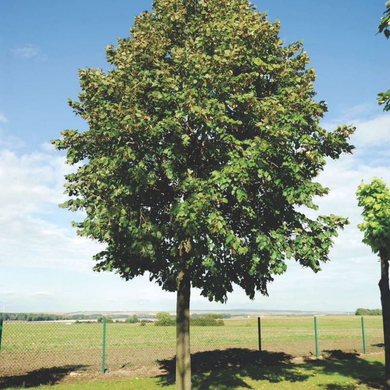 Adoptă un copac: Adoptă un copac!