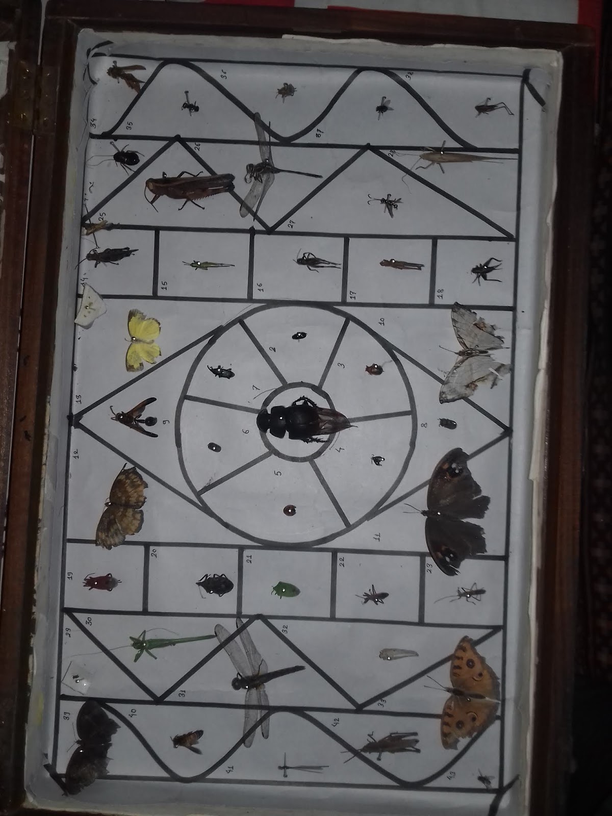 Taxonomy - Agricultural Pests