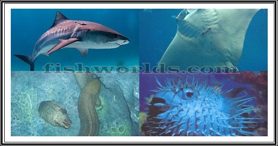 Dangerous Fish In Sea | FISH WORLDs.com