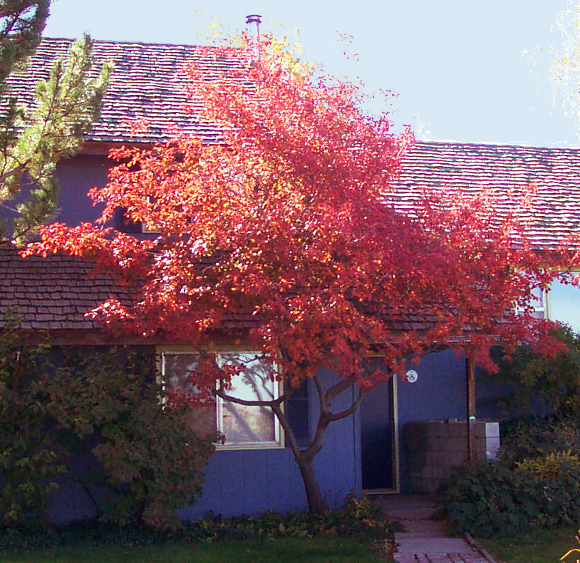 Photographing Flowers: Autumn Color