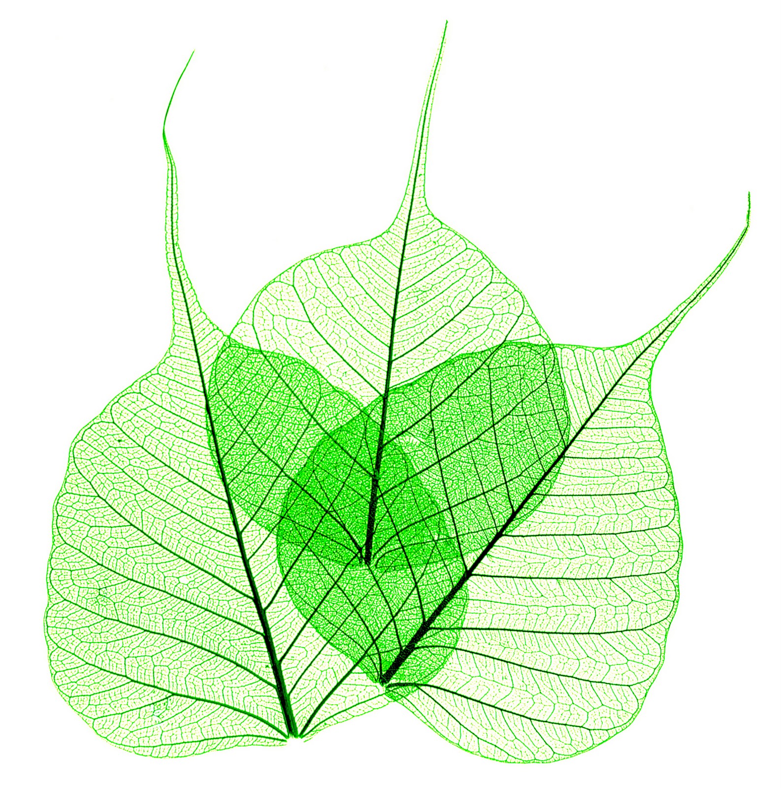 CLÍNICA DOCTORA PAEZ | Calaguala Polypodium leucotomos L.