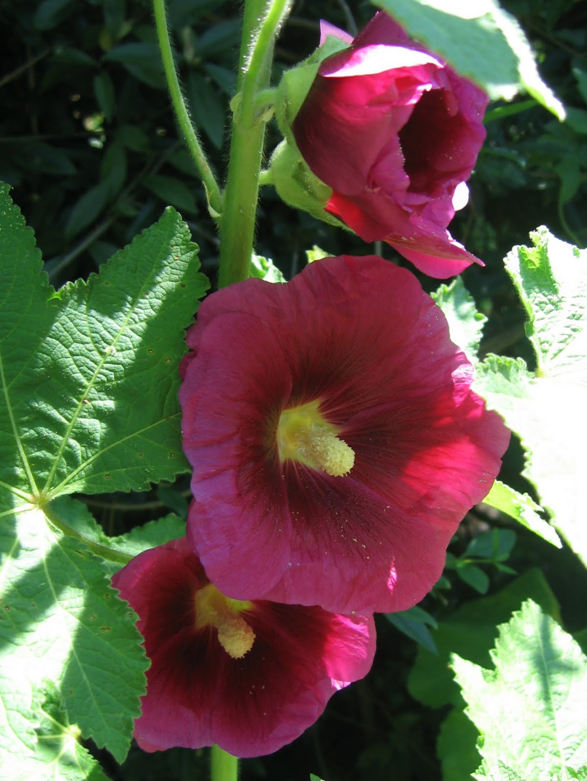 Haven i Bjergene - Signes Vals: Stokroser, krisebær og andre glæder