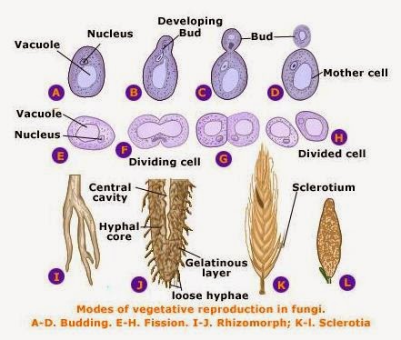 REPRODUCTION PROCESS OF FUNGUS