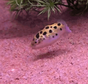 ® Colección de Gifs ®: GIFS DE PECES
