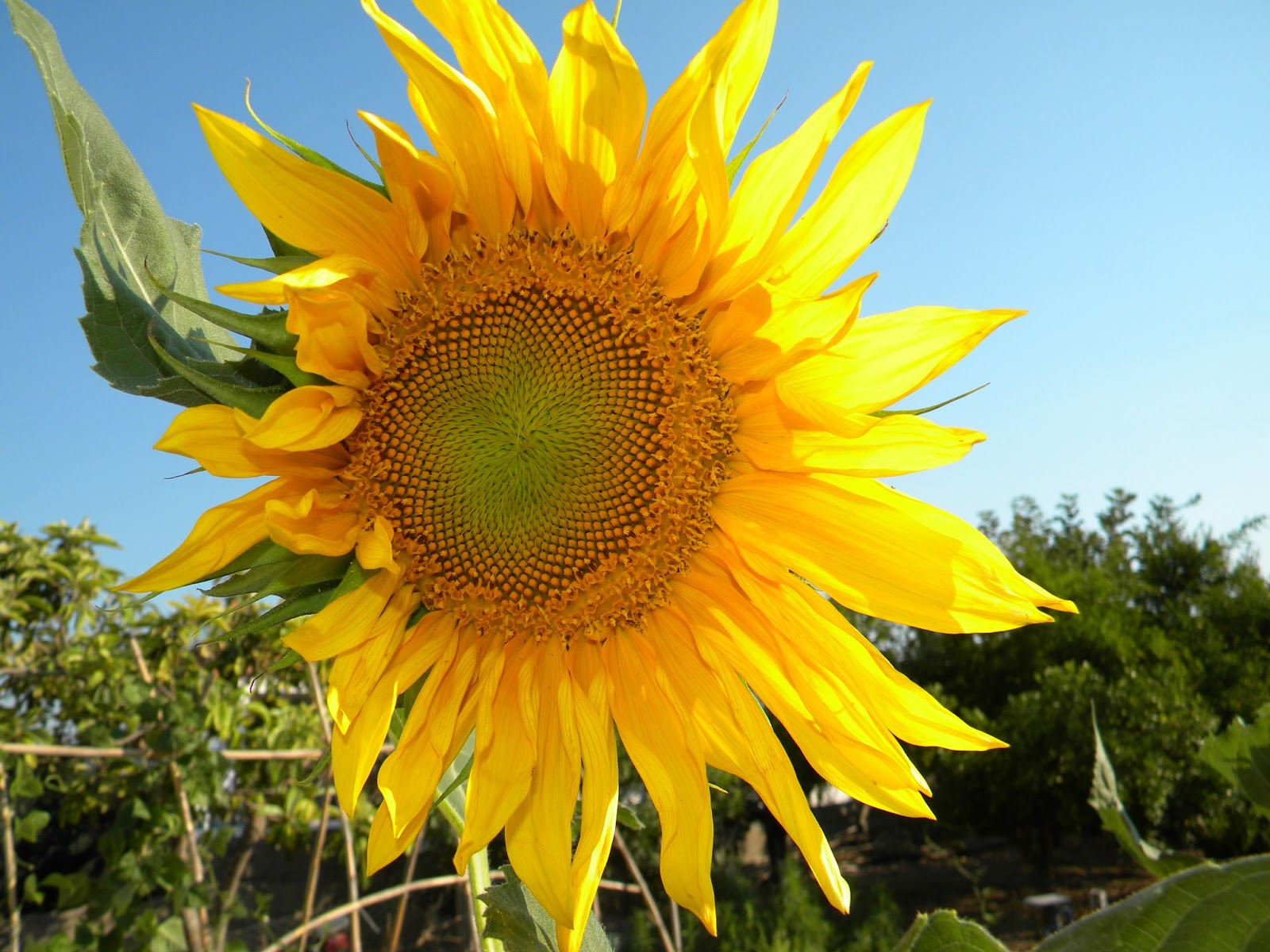 El Huerto de Tatay: Ya ha salido la flor de Girasol