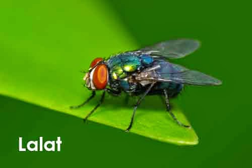 BICARA TANPA SUARA: Menakjubkan Tentang Lalat - Hadith yang dibuktikan ...