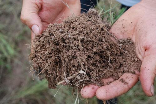 French Vocabulary Illustrated: motte