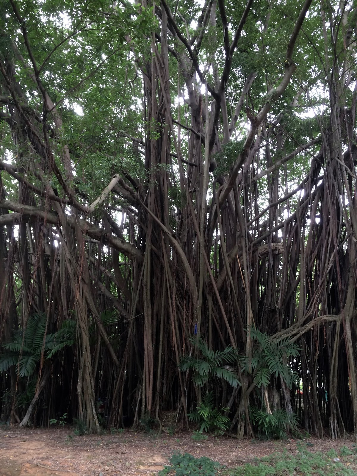 Mystical Banyan Treehouse @ Kallang Riverside Park; Singapore | Moonlit